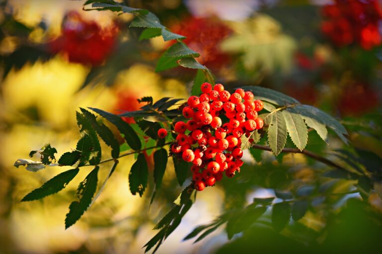 Scottish Seasonal Traditions - Burning the Rowan tree